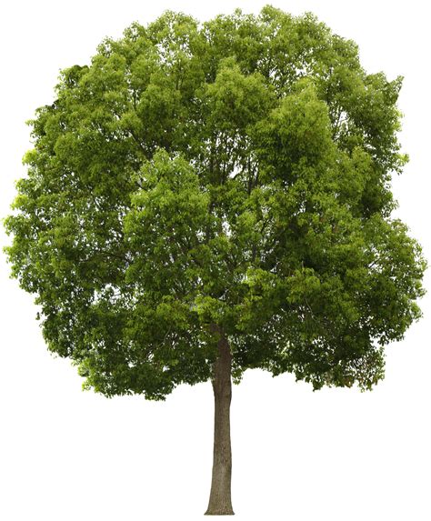 Tree PNG Transparent Images PNG All