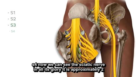 坐骨神经：分支、走向和临床意义（英文字幕） 高清1080p在线观看平台 腾讯视频