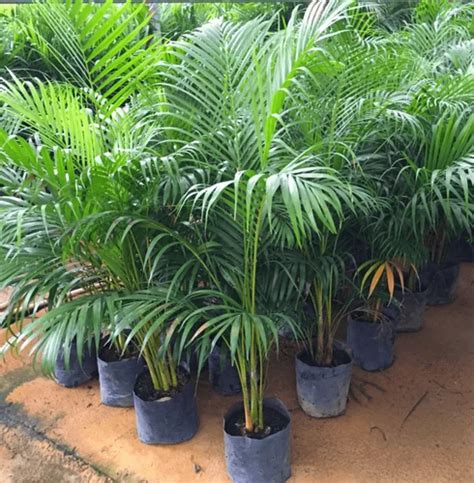 Areca Palm Seeds At ₹ 400 00 Jaipur Id 2851076458762