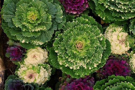 How To Make Your Own All Natural Bug Killing Spray Banish