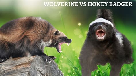 Honey Badger Versus Wolverine At Ann Burkett Blog