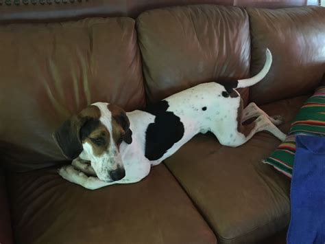 Pin On Treeing Walker Coonhounds Treeing Walker Coonhound Coonhound Walker Coonhound