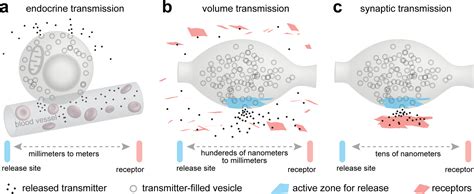 Spatial And Temporal Scales Of Dopamine Transmission Pmc