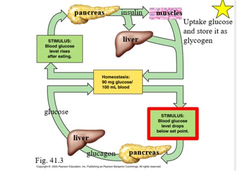 Biol Bonnet Lectures 15 18 Flashcards Quizlet