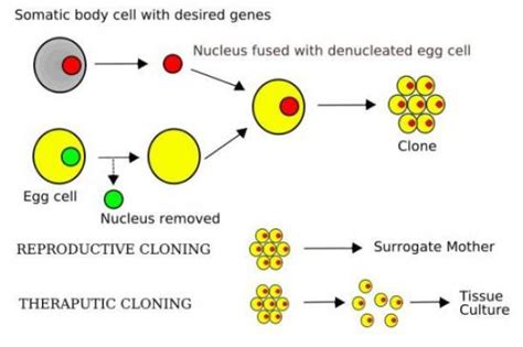 Somatic Cell Nuclear Transfer Technology Used For Cloning