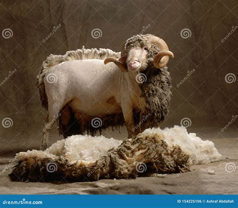 Sheep Wool Skin Soft Texture Stock Photography CartoonDealer Com