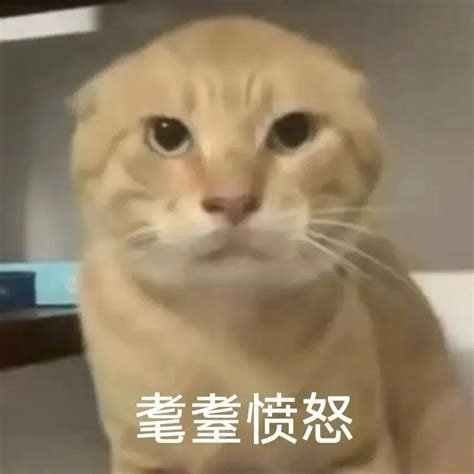 可爱小猫一脸严肃，配上文字 耄耋愤怒”超有反差萌 耄耋圆头蜘蛛猫长串爬行表情包大全！批量保存！表情包图片动图 求表情网斗图从此不求人