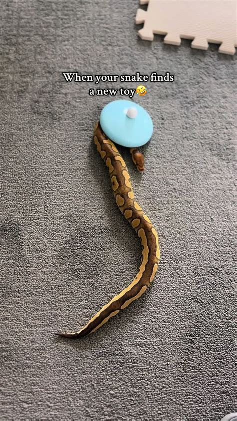 Ball Python Hat Ball Python Cake Stickers Pack Of 4 Royal Python