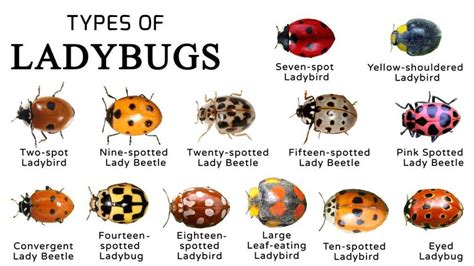 Ladybug