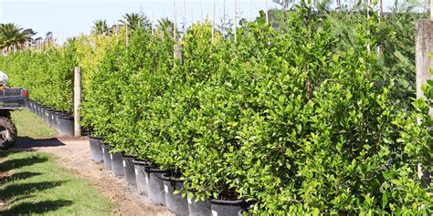 Maximizing Privacy With Tall Hedging Trees Evergreen Trees Direct