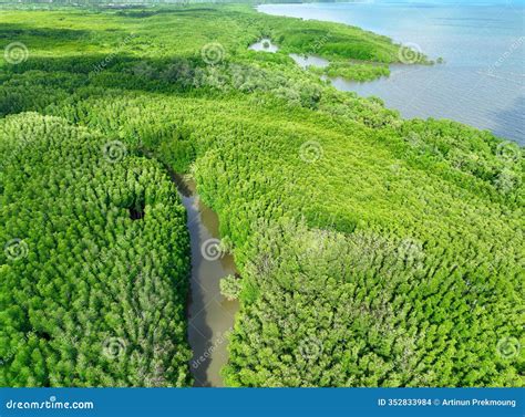 Green Mangrove Forest Carbon Sequestration And Storage Blue Carbon