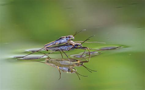 Water Strider Life Cycle Analysis Of Rowing Force Of The Water Strider