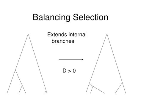 Balancing Selection