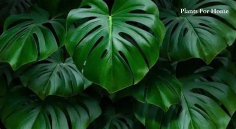 Why Isn T My Monstera Growing