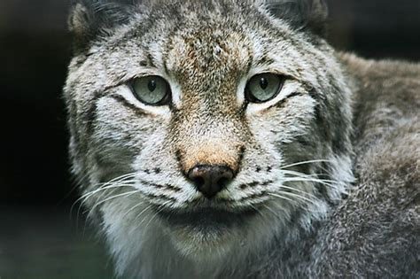 Lynx Caroline Flickr
