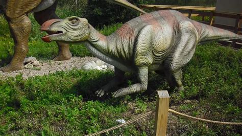 Hadrosaurus Facts And Pictures