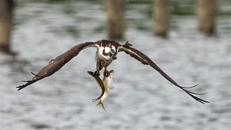 식사를 찾고 물고기를 잡는 비행 Osprey 공중에 대한 스톡 사진 및 기타 이미지 공중 날개를 펼치다 날기 Istock