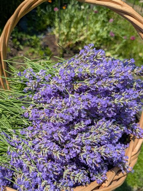 Trish Mcgee Mcgeesmallacres • Instagram Photos And Videos