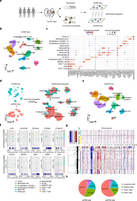 单细胞多组学分析揭示透明细胞肾细胞癌的调控程序 Cell Discovery X Mol