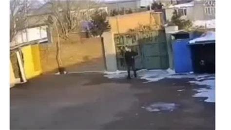 حمله‌سگواس‌هیشکی‌اینجوری‌‌اتفاق‌نیفتهطفلک نماشا