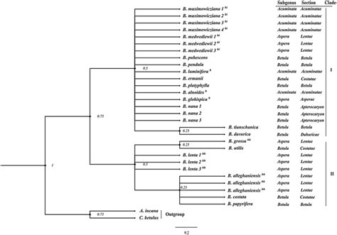 Maximum Likelihood Ml Phylogenetic Tree Based On Eight Cpdna Regions