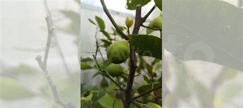 Лимонное дерево купить в Армавире Товары для дома и дачи Авито