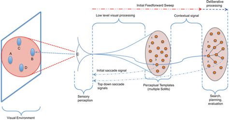 A Cognitive Model Of The Implementation Of Perceptual Templates Early Download Scientific