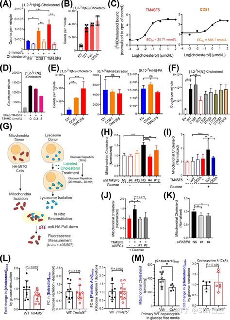 文献分享 If 16 的设计思路原来是这样的，线粒体 代谢重编程 糖酵解 自噬四大国自然热点齐聚一堂 知乎