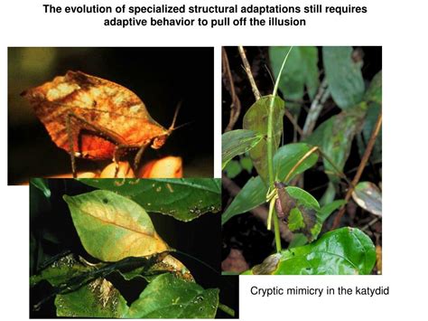 Ppt Anti Predator Behaviors Adaptive Behaviors That Are Typically Specialized To The Details