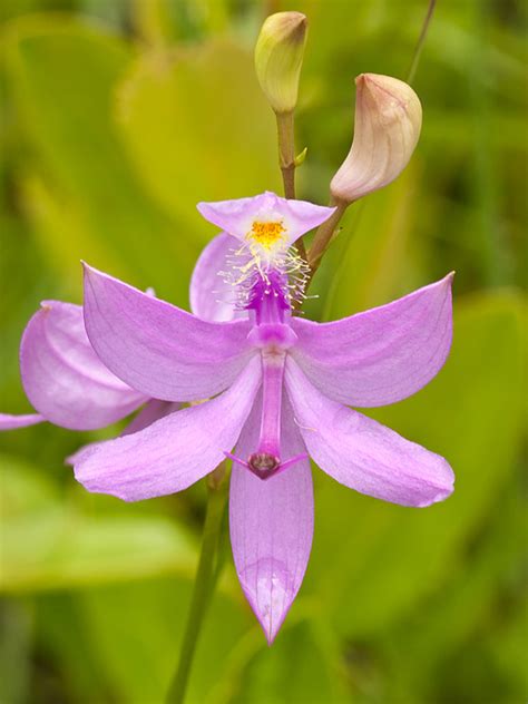 Ipernity Calopogon Tuberosus Orchid By Jim Fowler