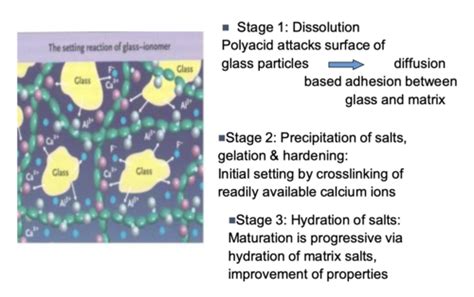 Glass Ionomer Cements And Resin Modified Glass Ionomers Biomedicine In