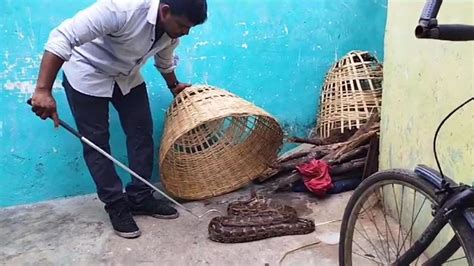 Ap News ఒక్కసారిగా ఆగిపోయిన కోడి పిల్లల అరుపులు ఏమైందా అని వెళ్లి