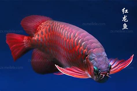 紅龍魚怎麼養 紅龍魚價格大全 愛我窩