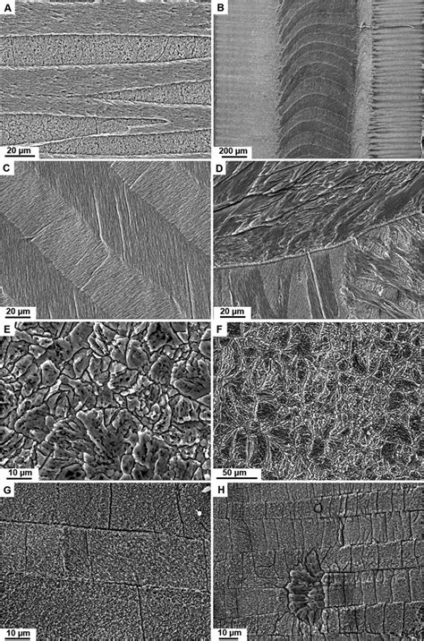 Shell Microstructure Of Oliva Bulbosa Specimens A D Well Preserved
