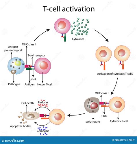 T Cell Activation Diagram T Lymphpcytes Helper T Cell And Cytotoxic T Cell Vector Illustration