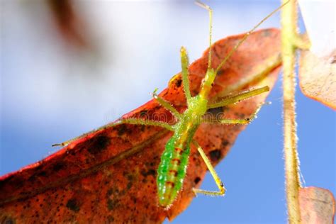 Green Assassin Bug Stock Image Image Of Leaf Close 236169405