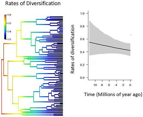 Frontiers Speciation And Evolution Of Growth Form In Adesmia D C