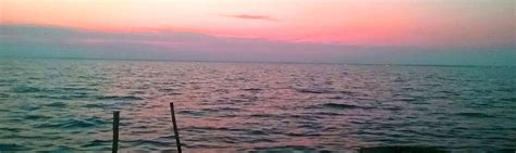 Kalmegh Andrographis Paniculata