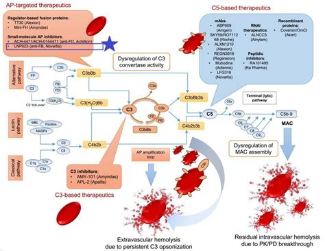 The Inhibitor Iptacopan Is Effective In Treating Paroxysmal Nocturnal