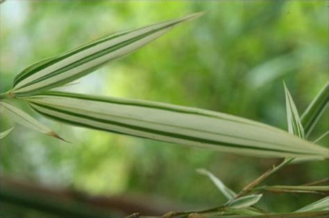 잎이 온통 하얀 대나무는 길조