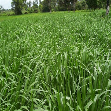 Brachiaria Grass Seed Mulatto Ii Seeds Packaging Type Poly Bag