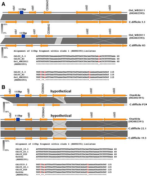Genetic Context Of The Paloc In Australian Toxin Negative Strains Of C