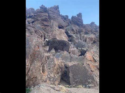 ثبت لحظه‌ای شگفت‌انگیز از عبور خانوادگی خرس در سبلان ویدئو اطلاعات آنلاین