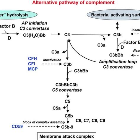 The Alternative Pathway Of Complement The Alternative Pathway Is Download Scientific Diagram