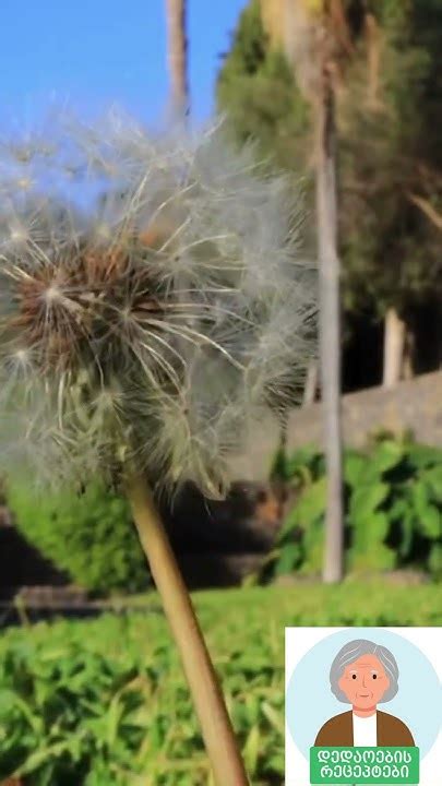 ბაბუაწვერას ნაყენი დედაოების რეცეპტი მონასტრიდან Youtube