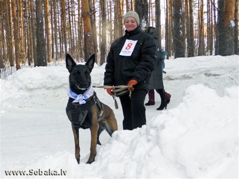 Бельгийская овчарка - малинуа Бугатти Из Огненной Стаи - Фотографии на ...