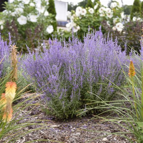 Sage Advice Russian Sage Perovskia Atriplicifolia Proven Winners