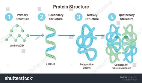 Polypeptide Structure