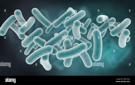 Lactobacillus Under Microscope
