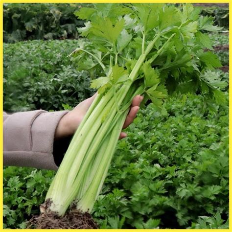 Biji Benih Saderi Celery Seeds 芹菜种子 Vegetable seeds seed 蔬菜种子 种子 L13 Shopee Malaysia